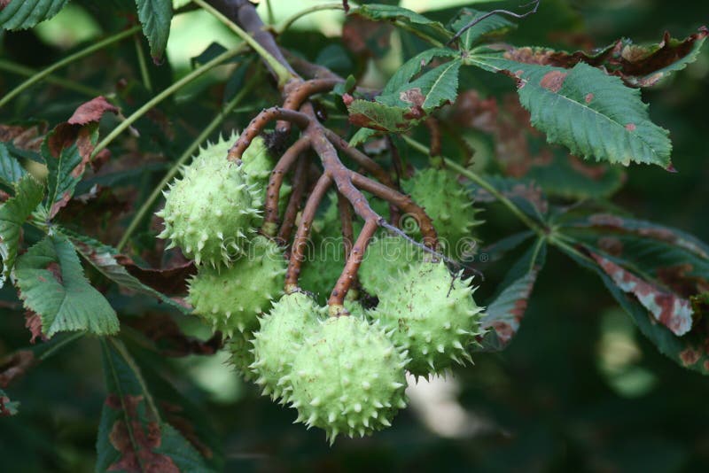 Chestnuts on a tree stock image. Image of shot, small - 159450423