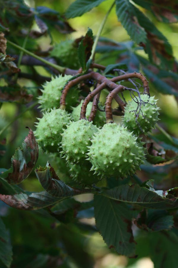 Chestnuts on a tree stock image. Image of deciduous - 159450277