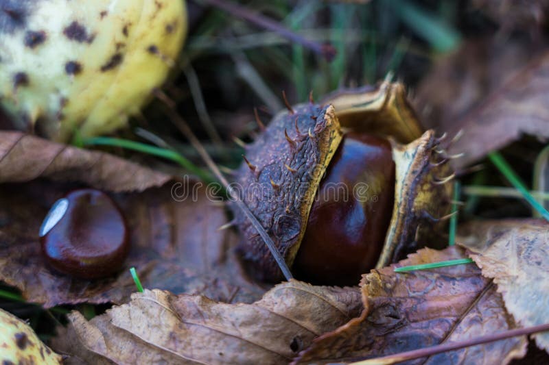 Chestnuts in the Grass. Chestnut Fruits. Big and Small Chestnut Stock ...