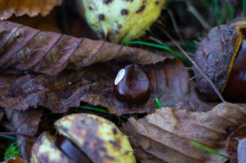 Chestnuts in the Grass. Chestnut Fruits. Big and Small Chestnut Stock ...