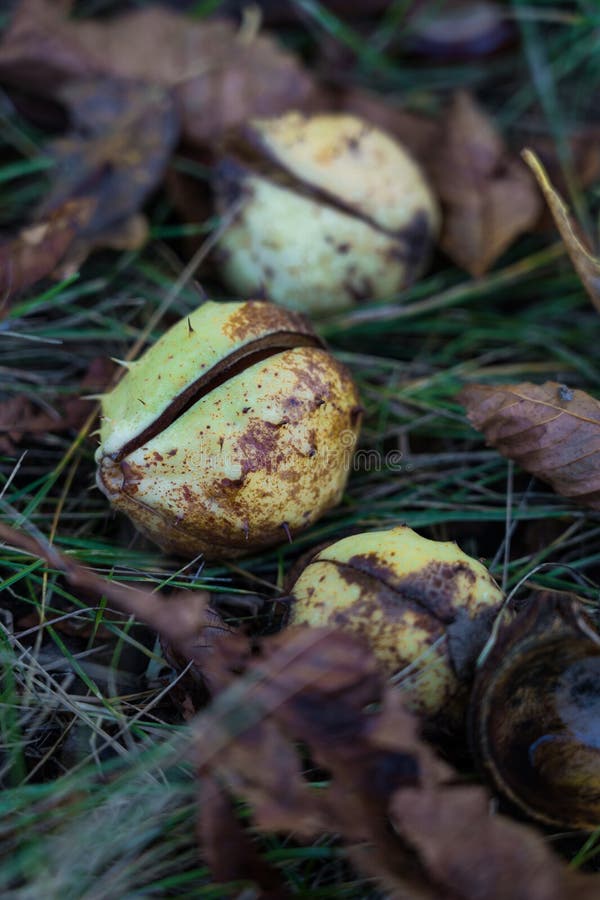Chestnuts in the Grass. Chestnut in October. Dry Chestnuts Stock Photo ...