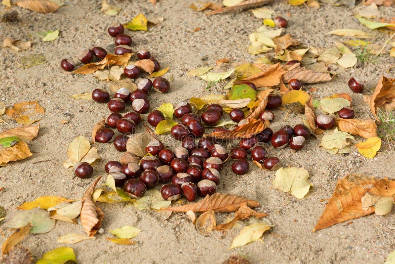 Chestnuts on the ground stock photo. Image of grass - 117940922