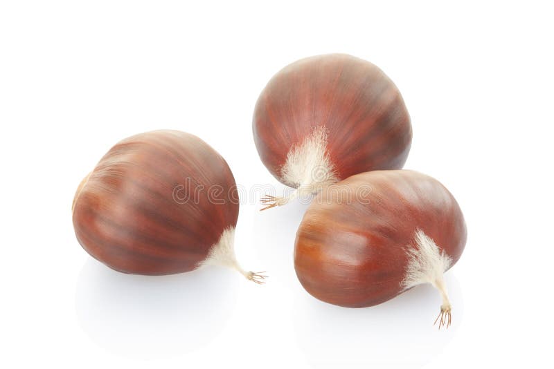 Chestnuts group stock image. Image of white, nature, sweet - 40195113