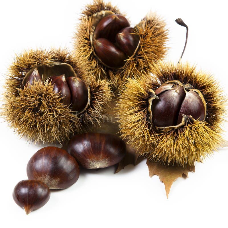 Chestnuts stock image. Image of october, skin, isolated - 46150927