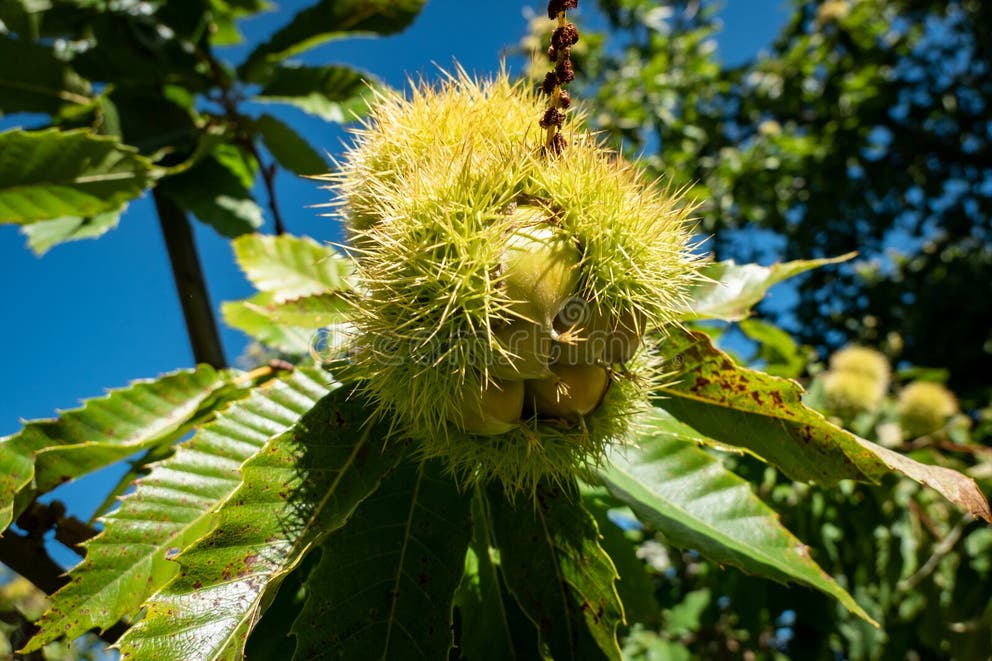 Chestnuts Growing on the Hedgehog Stock Photo - Image of fruit, thorn ...