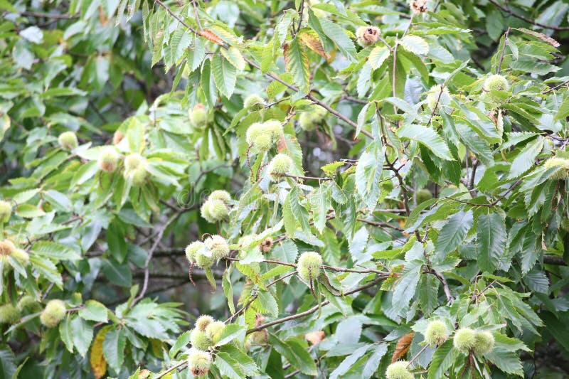 Chestnuts Growing on a Tree Stock Photo - Image of chestnuts, fruit ...