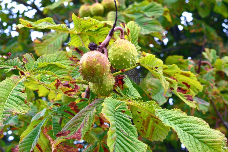 Chestnuts Growing on a Tree in England in Autumn Stock Image - Image of ...