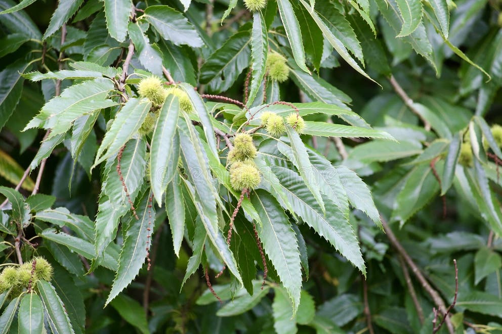 Chestnuts growing on tree stock image. Image of garden - 289083659