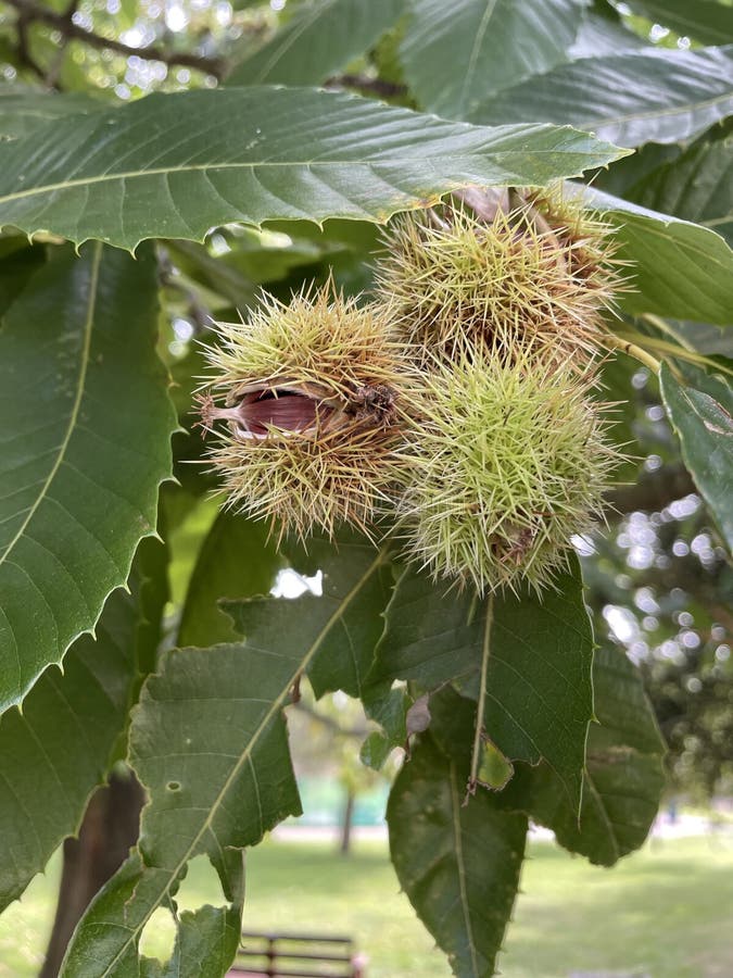 Chesnuts Growing on a Tree Ready for Picking Stock Image - Image of ...
