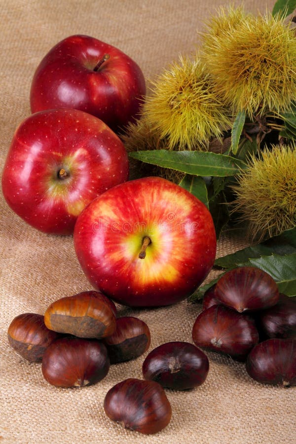 Chestnuts Hedgehog with Apples Stock Image - Image of apple, autumnal ...