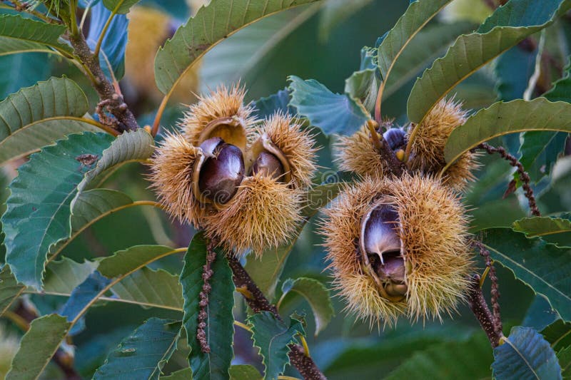 Chestnuts in the hedgehog stock photo. Image of tree - 291824128