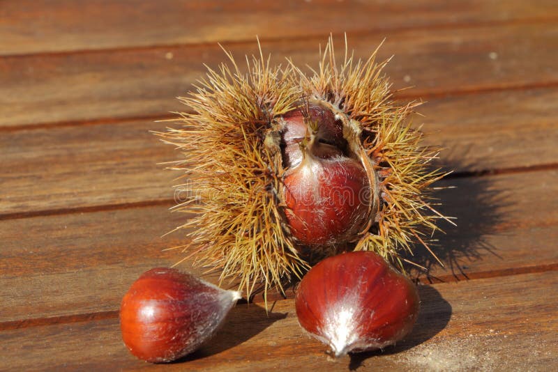 Chestnuts in husk stock image. Image of open, group, rustic - 62501799