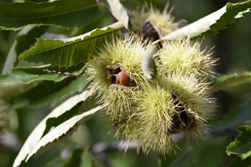 Chestnuts Inside the Spiked Sheath that Covers it. Typical Autumn ...