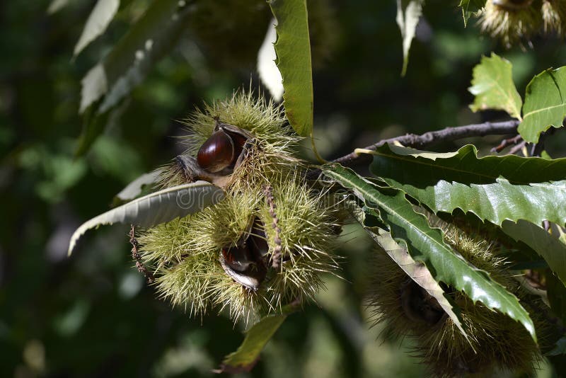 Chestnuts Inside Chestnut Hedgehog or Castanea Sativa in Autumn Stock ...