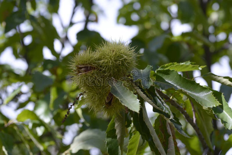 Chestnuts Inside Chestnut Hedgehog or Castanea Sativa in Autumn Stock ...