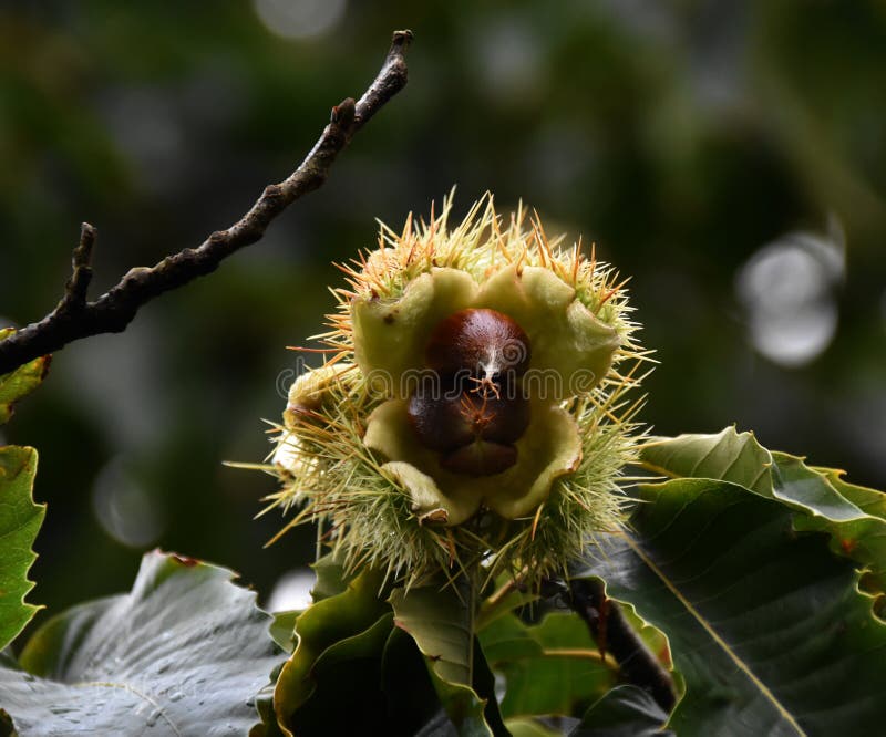 Chestnuts Inside the Spiked Sheath that Covers it. Typical Autumn ...