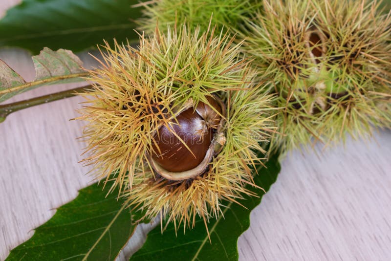 Chestnuts Inside the Hedgehog Stock Image - Image of nature, ingredient ...