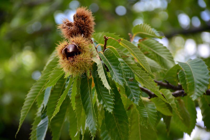 Chestnuts Inside the Spiked Sheath that Covers it. Typical Autumn ...