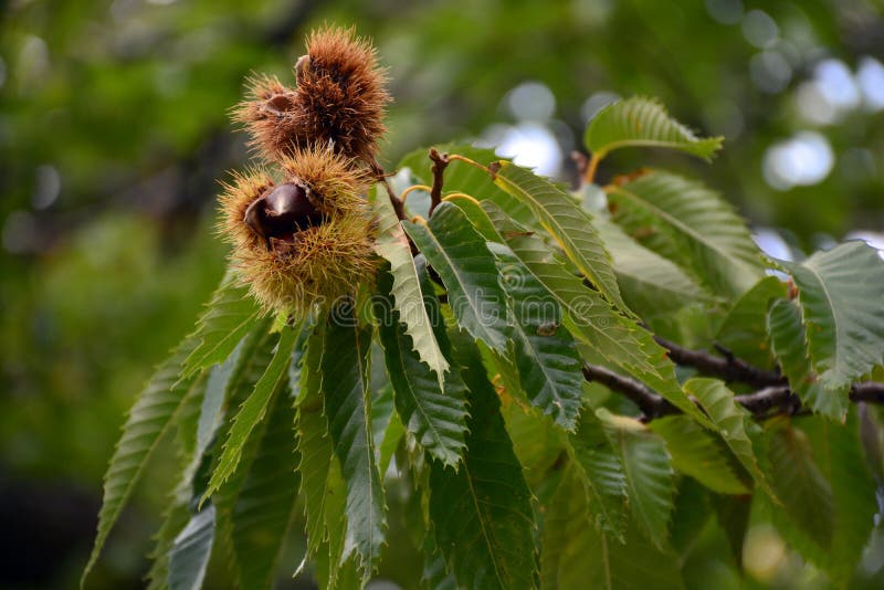 Chestnuts Inside the Spiked Sheath that Covers it. Typical Autumn ...