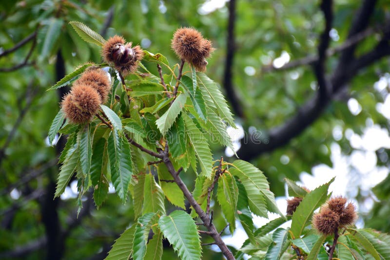 Chestnuts Inside the Spiked Sheath that Covers it. Typical Autumn ...