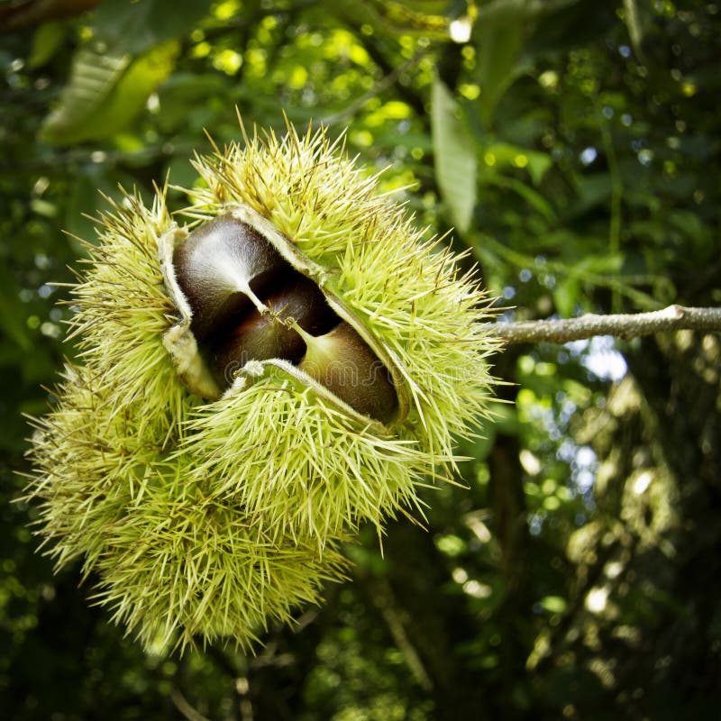 699 Spiky Chestnut Fruit Photos - Free & Royalty-Free Stock Photos from ...