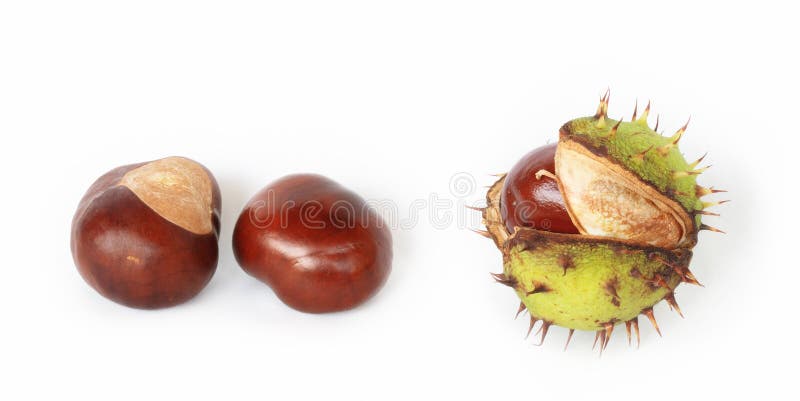 Chestnuts Isolated on White Stock Photo - Image of open, husk: 16487934