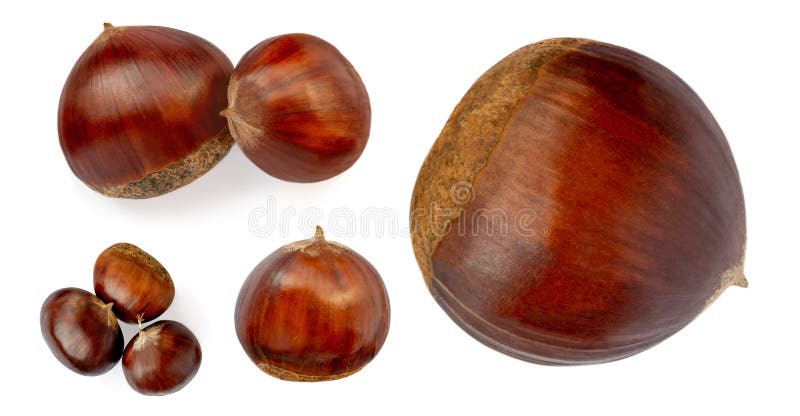 Chestnuts Isolated on White Background. Chestnut for Christmas Close-up ...