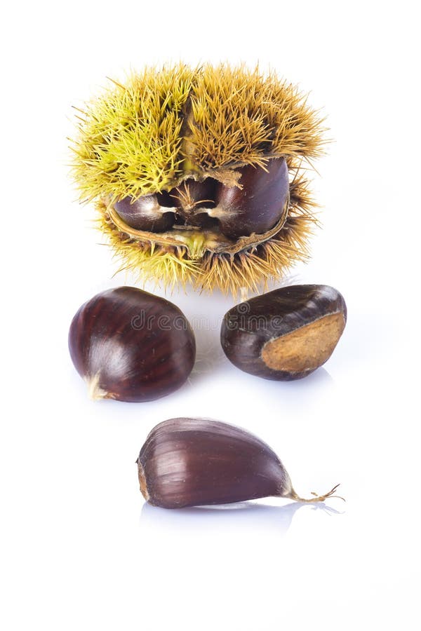 Chestnuts in Its Burr Isolated on a White Background Stock Image ...