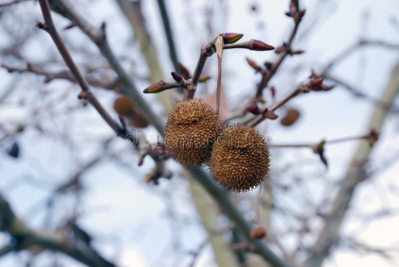 Chestnuts Growing in Its Tree Stock Photo - Image of health, leaves ...