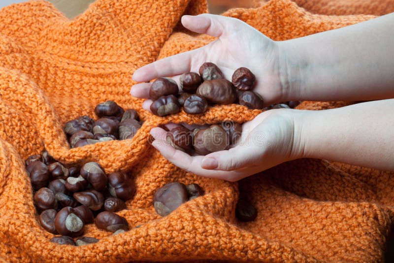 Chestnuts on a Knitted Orange Background and in the Hands Stock Photo ...
