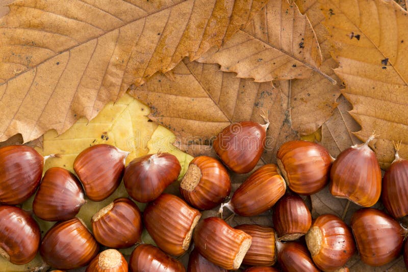 Chestnuts on leaves stock photo. Image of fresh, seasonal - 61476540