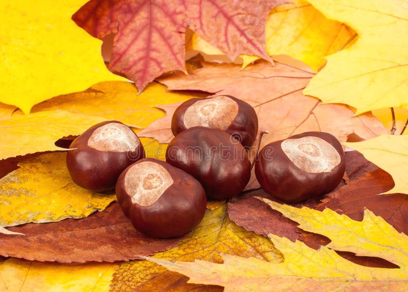 Chestnuts Lying on Autumn Leaves Stock Image - Image of outdoors, twig ...