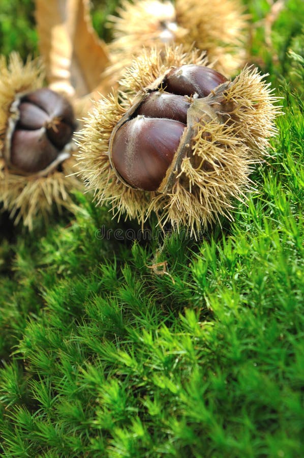 Chestnuts on the moss stock photo. Image of moss, forest - 45511972