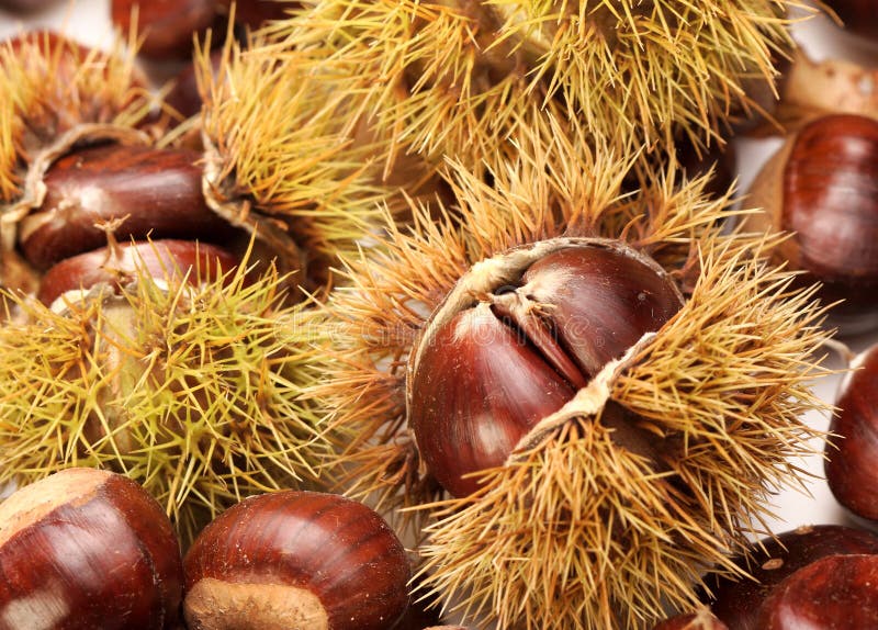 Sweet chestnuts stock photo. Image of colour, shot, chestnut - 27308964