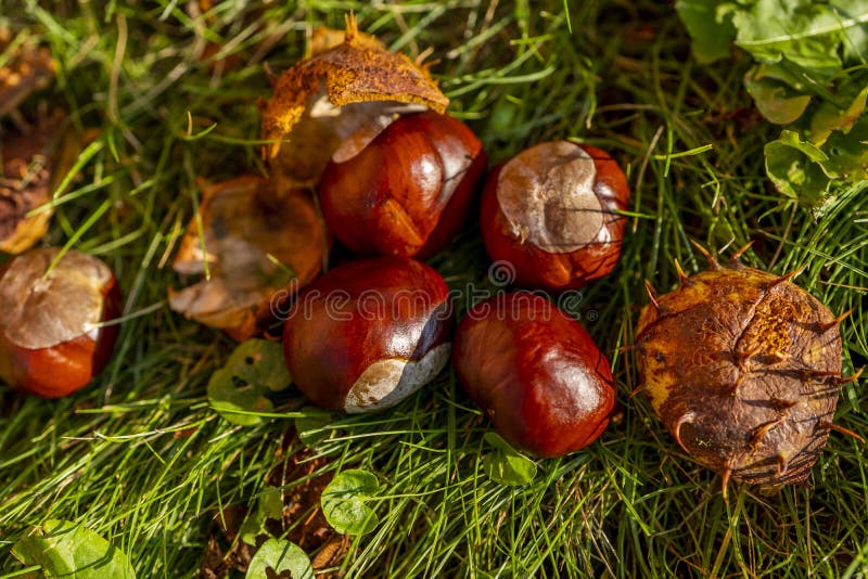 Chestnuts in an Open Shell Lying between Autumn Grass and Fallen Leaves ...
