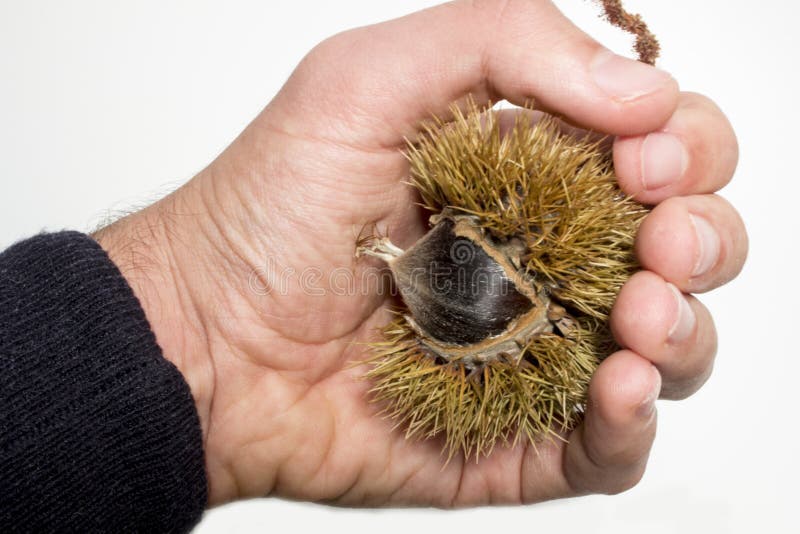 Chestnuts stock image. Image of brown, fruits, green - 80101083