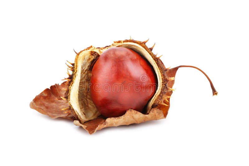 Chestnuts with Peel on White Background. an Object Stock Image - Image ...