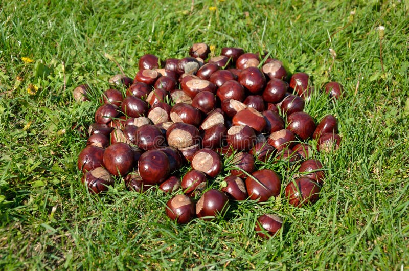 Chestnuts stock image. Image of chestnut, fall, chestnuts - 60581353