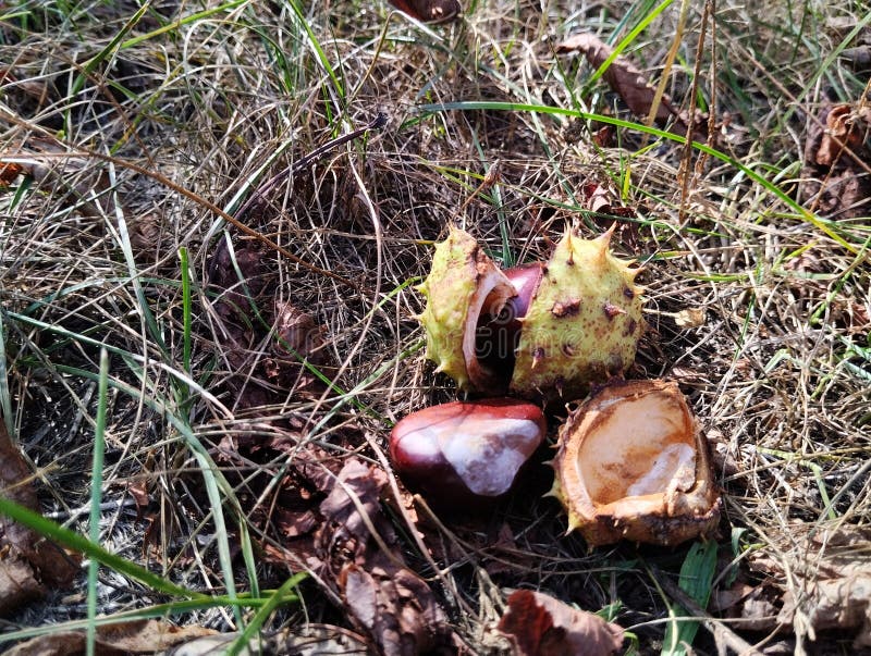 Chestnuts in Prickly Shell Lying in Grass Top View Stock Photo - Image ...