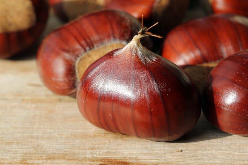 Chestnuts stock photo. Image of november, open, macro - 45083514