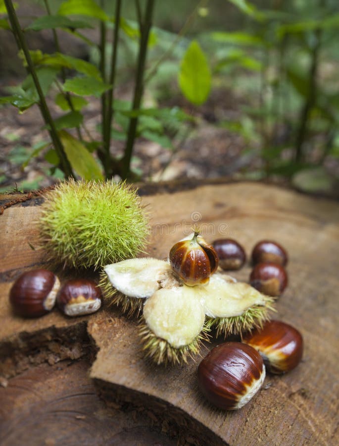 Chestnuts Scattered on the Stump Stock Image - Image of fresh, closeup ...
