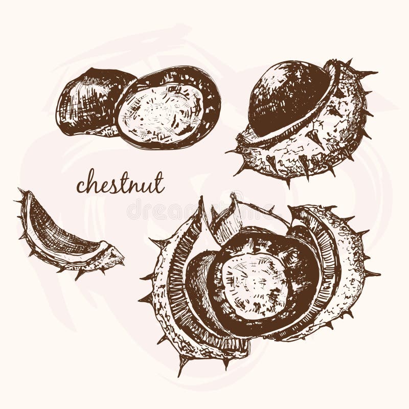 Chestnuts stock vector. Illustration of engraving, core - 43949217