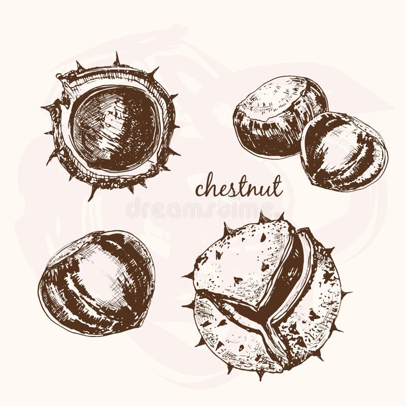 Chestnuts stock vector. Illustration of vintage, fruit - 43949221