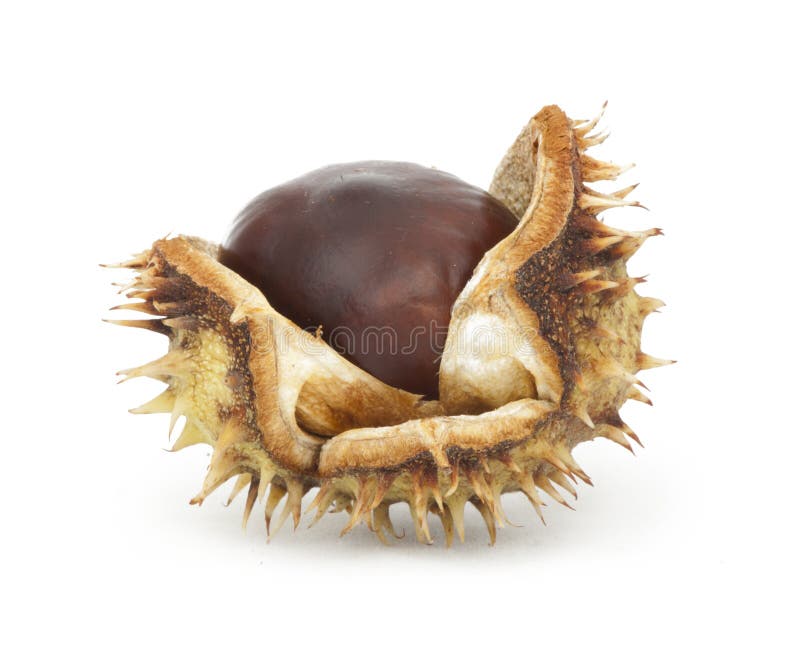 Chestnuts with shell stock photo. Image of plant, chestnut - 27238700
