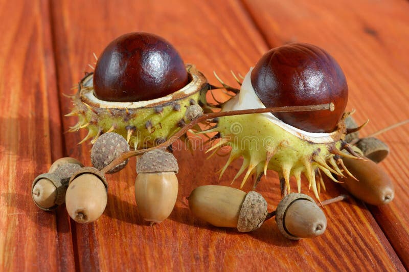 Acorns Diversity Collection Stock Image - Image of nature, repertory ...