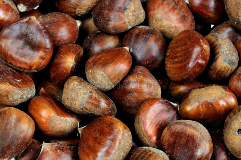 Raw chestnuts with shells stock photo. Image of background - 37637138