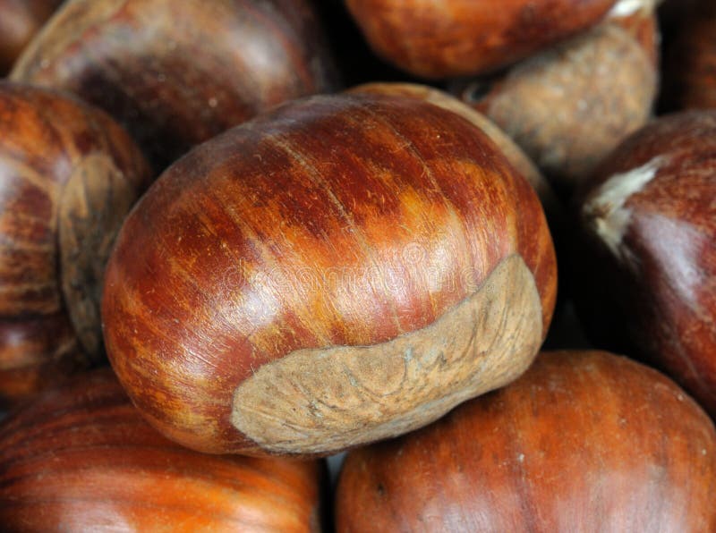 Chestnuts in shells. stock image. Image of chestnut, nutrition - 28781979