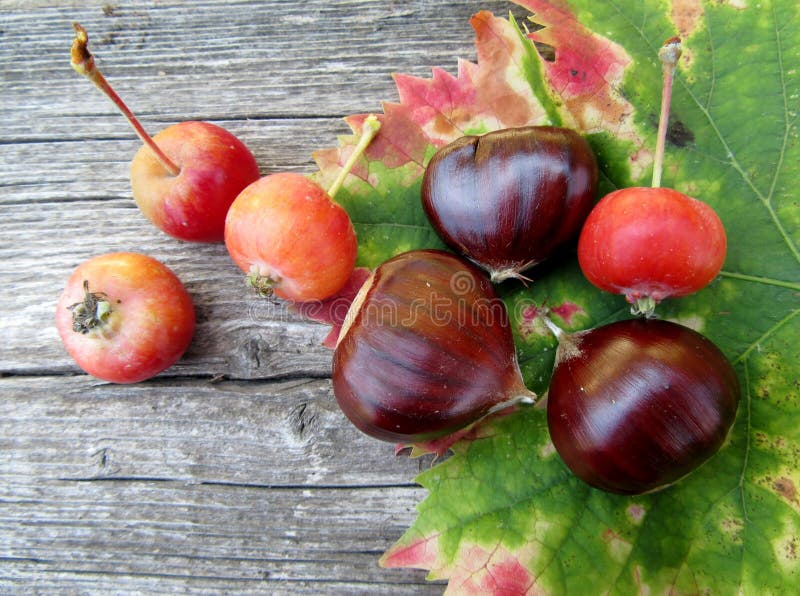 Chestnuts and small apples stock image. Image of food - 61240191