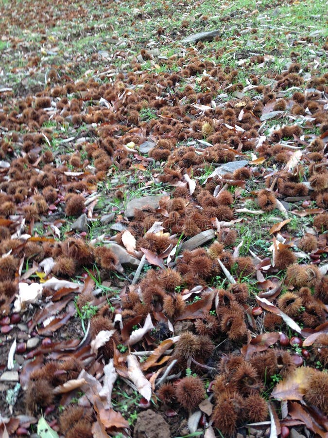 Chestnuts stock photo. Image of soil, covered, portugal - 212164240