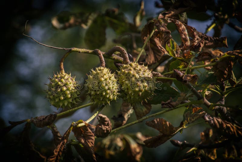 Chestnuts with Spikes Growing on the Tree in the Autumn Afternoon Light ...